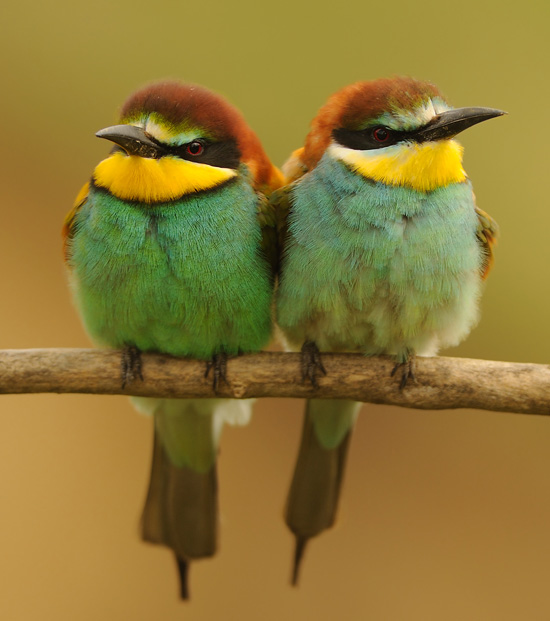 Fascinating Bee-eater Behaviour | Bernard Van Elegem Fascinating Bee-eater Behaviour | Bernard Van Elegem